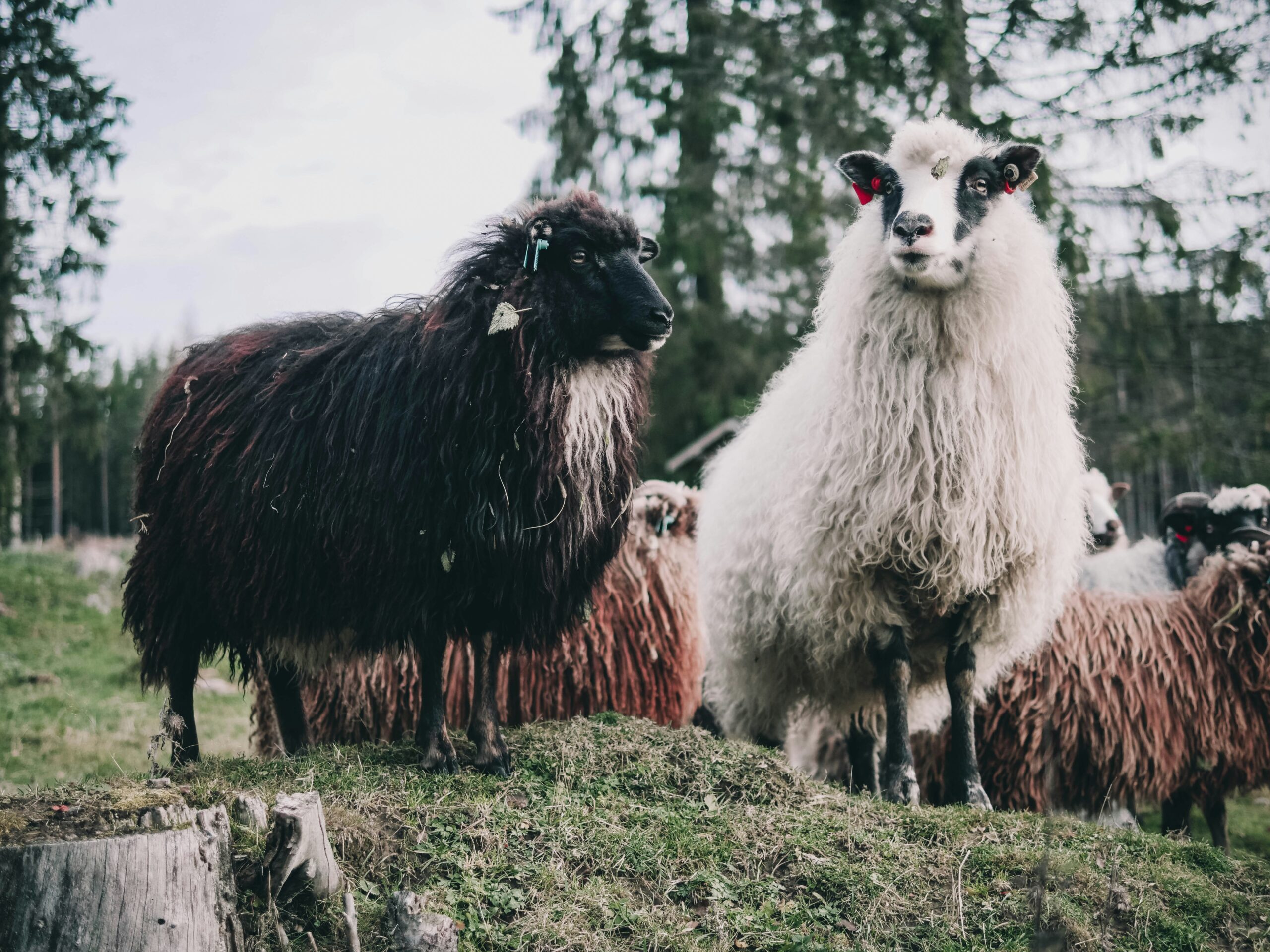 Understanding Suffolk Sheep | BovaxisPro