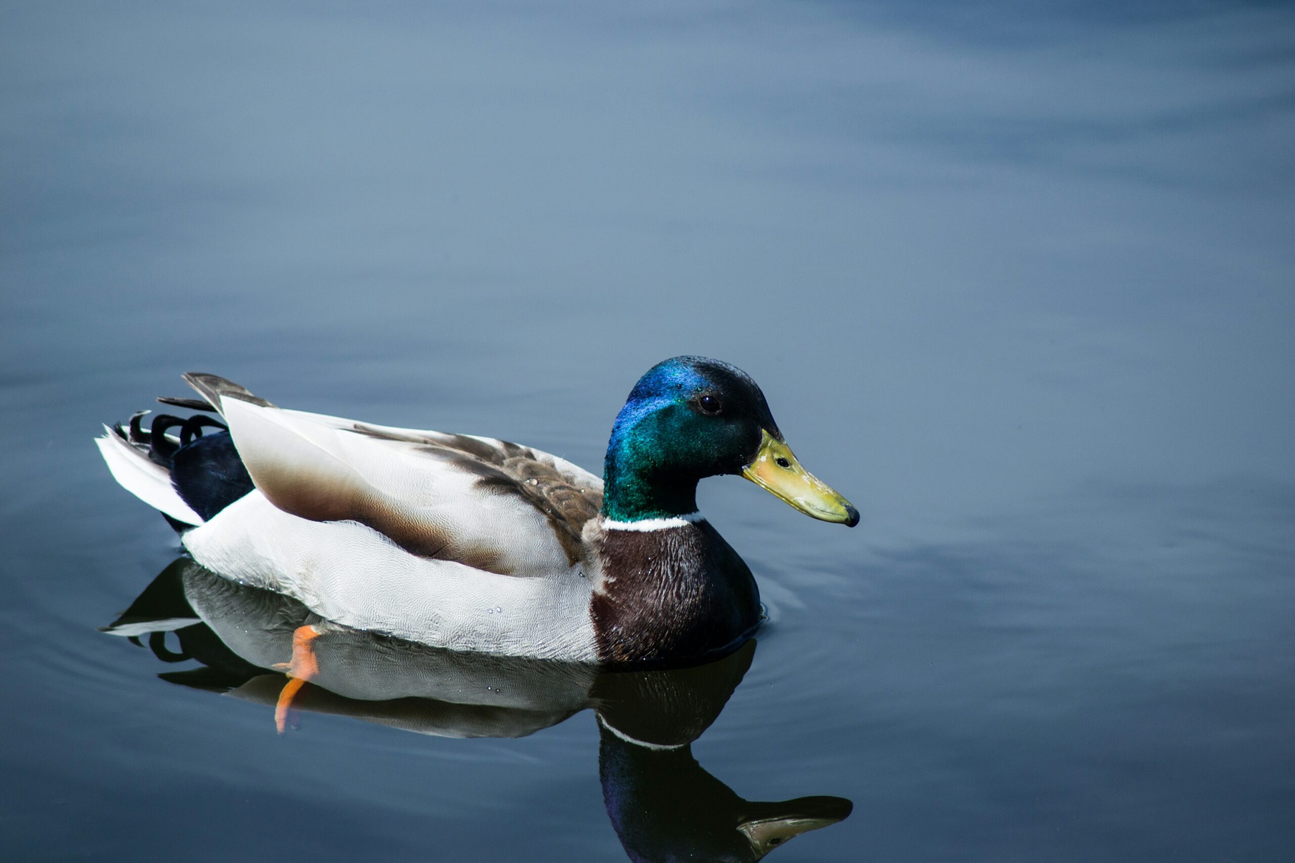 The Beauty of Ornamental Ducks | BovaxisPro