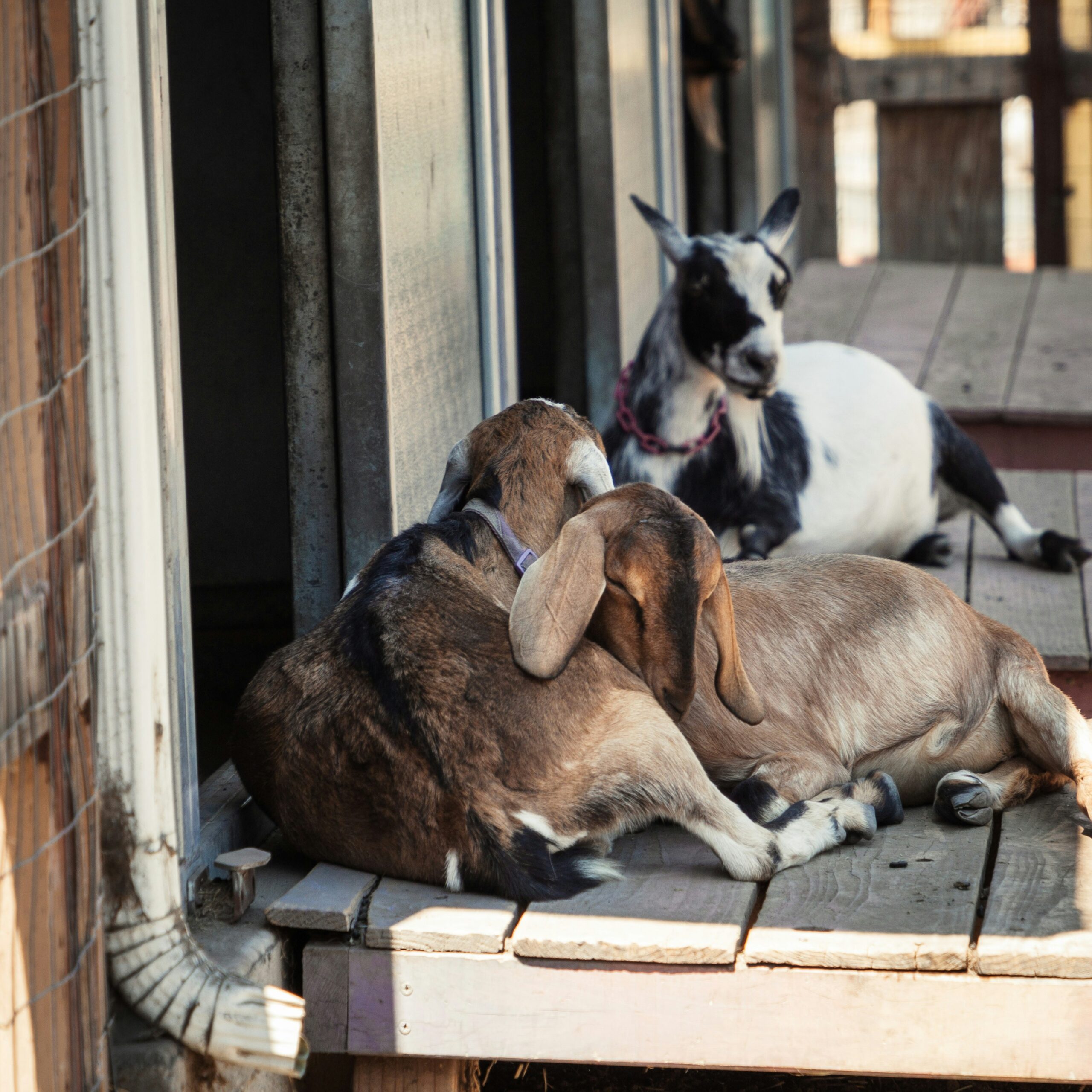 Understanding Different Breeds of Goats | BovaxisPro